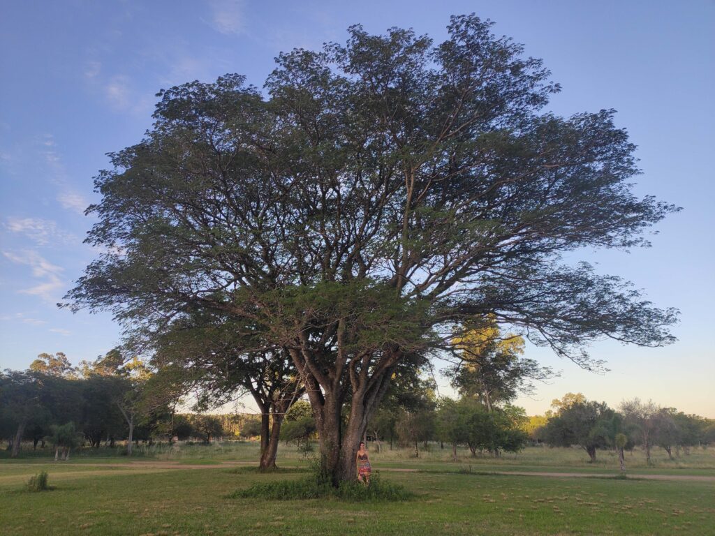 Timbó - Vivero Yvyrá