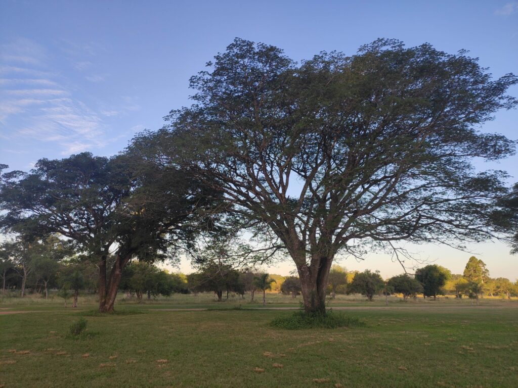 Timbó - Vivero Yvyrá